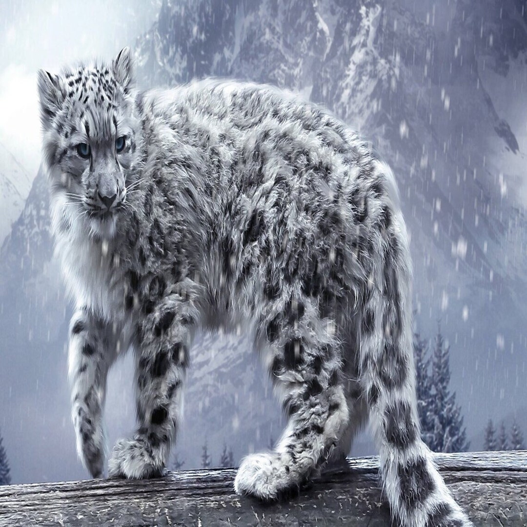 Snow Leopard Playing Wall Art Design POSTER Or CANVAS READY To Hang snow-leopard-playing-wall-art-design-poster-or-canvas-ready-to-hang