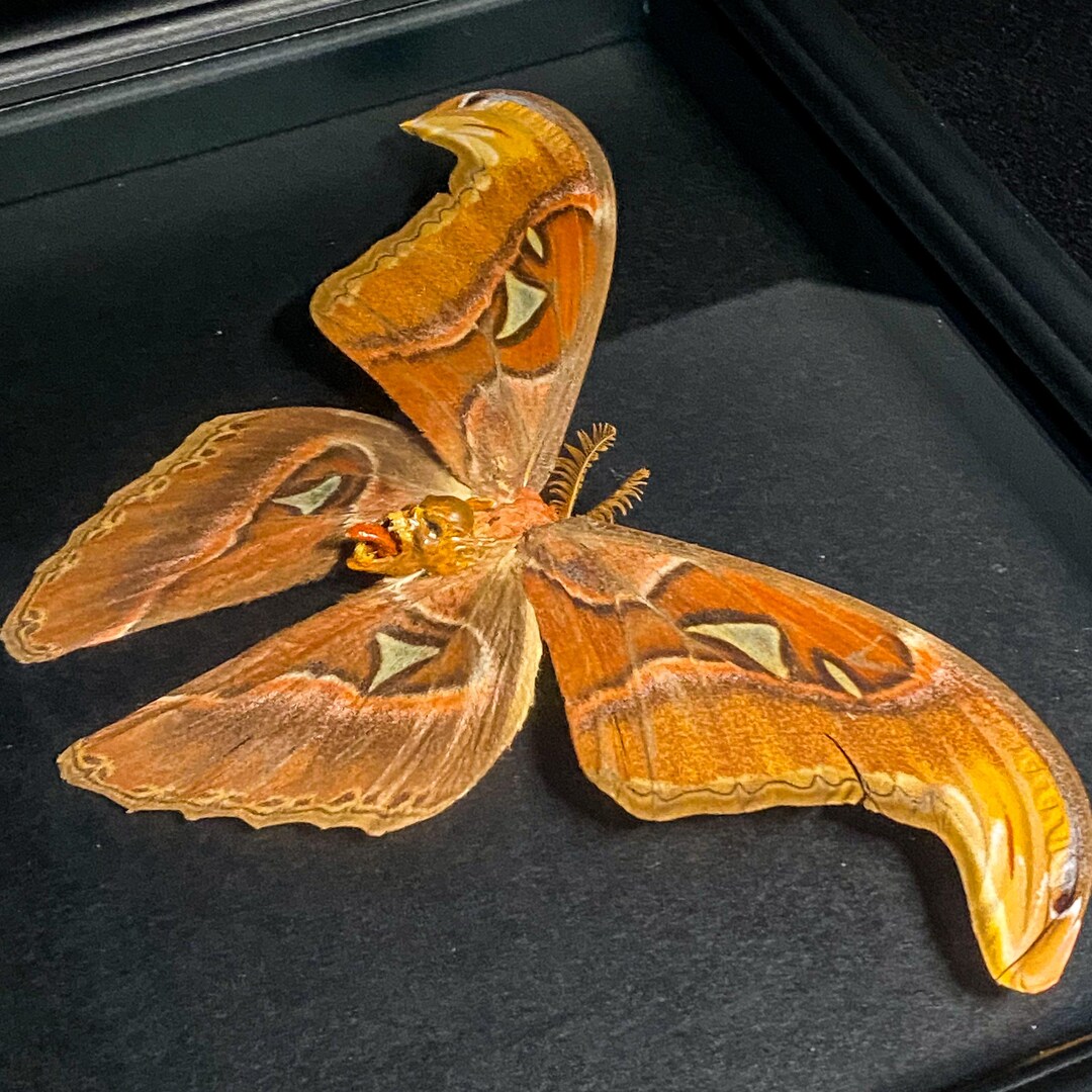 Framed Real Atlas Moth Specimen With Artistic Mask Home Decor Unique ...