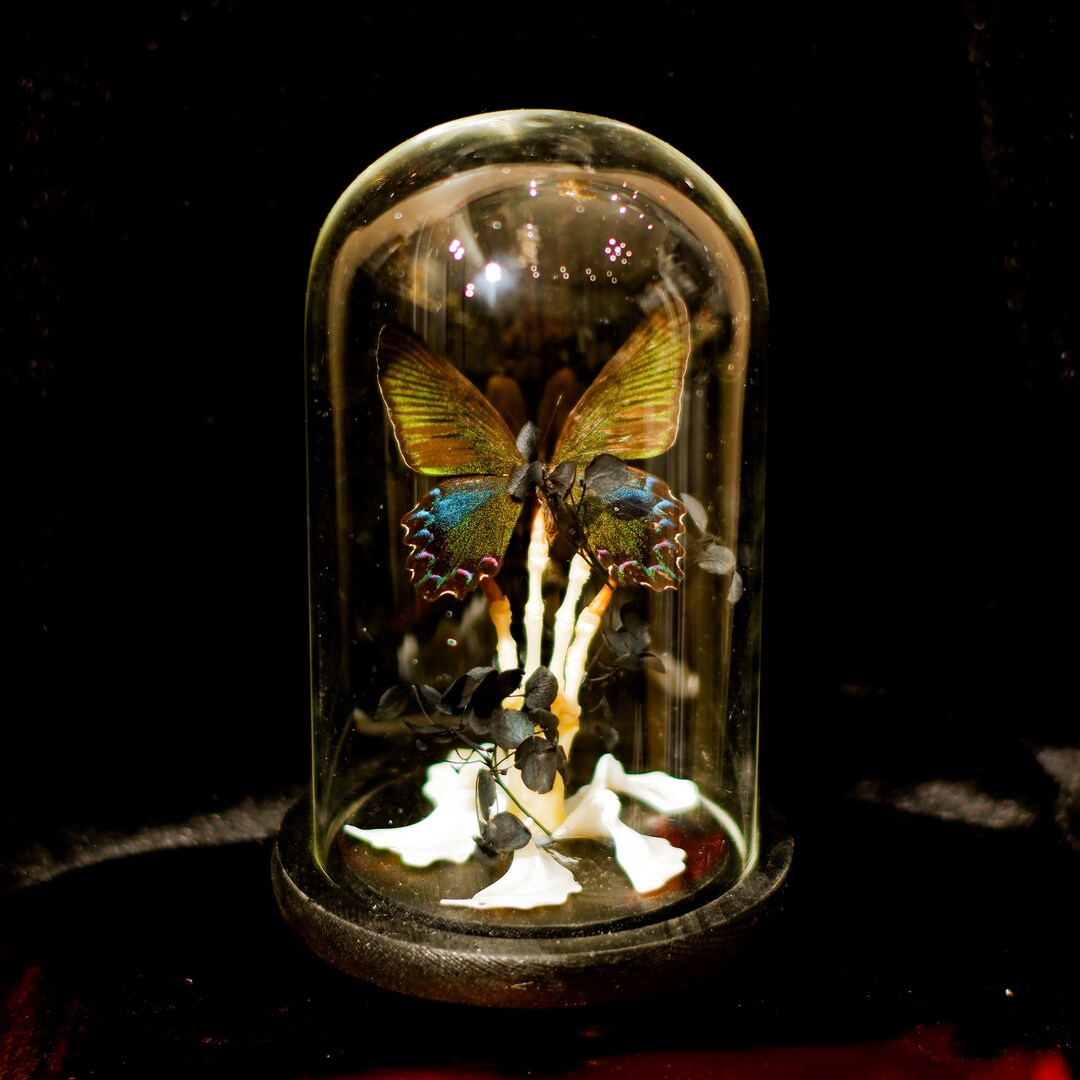 Real Butterfly Bell Jar With Fox Bone Globe Dome,nature Display With ...