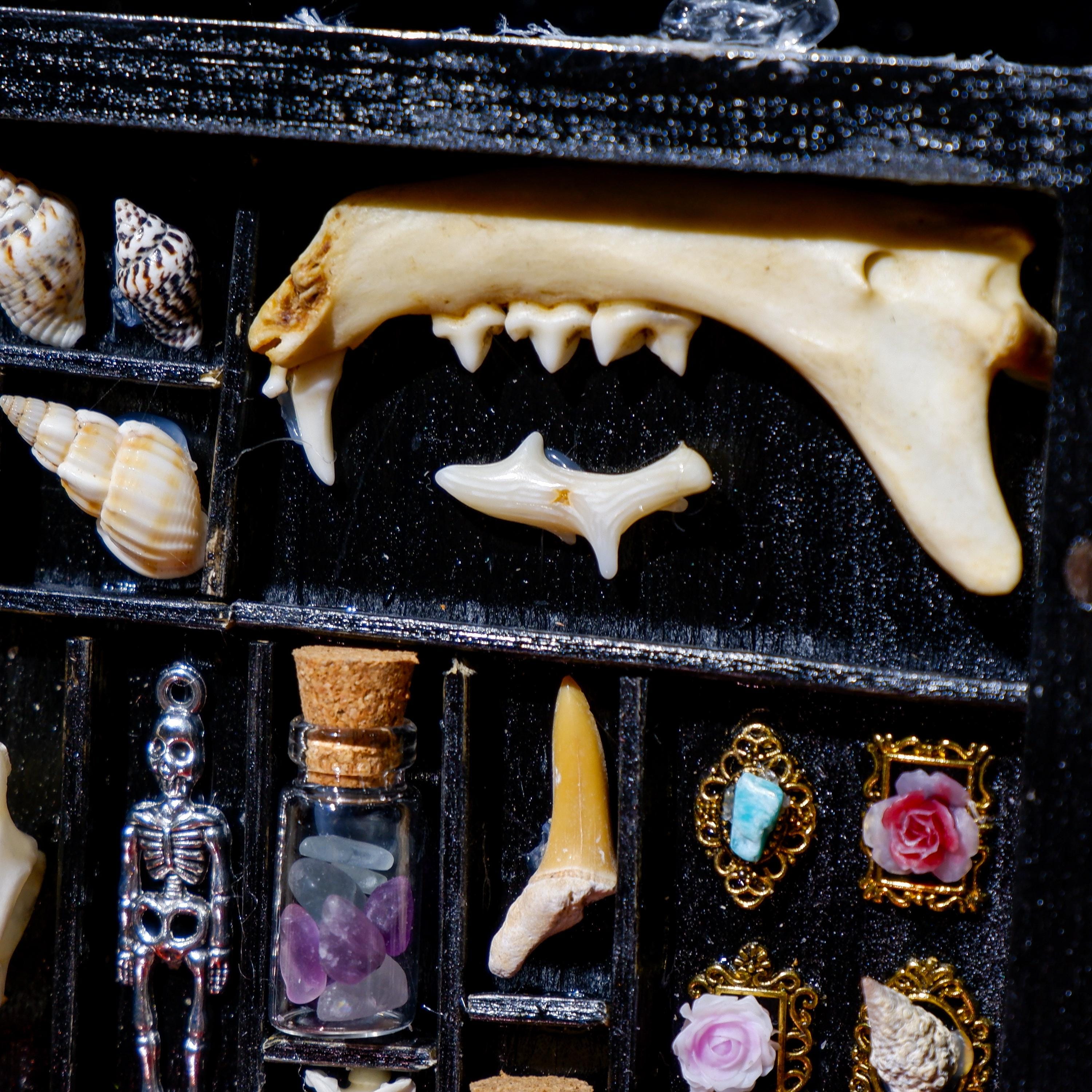 Handcrafted Curiosity Cabinet Miniature With Real Butterfly, Turtle ...