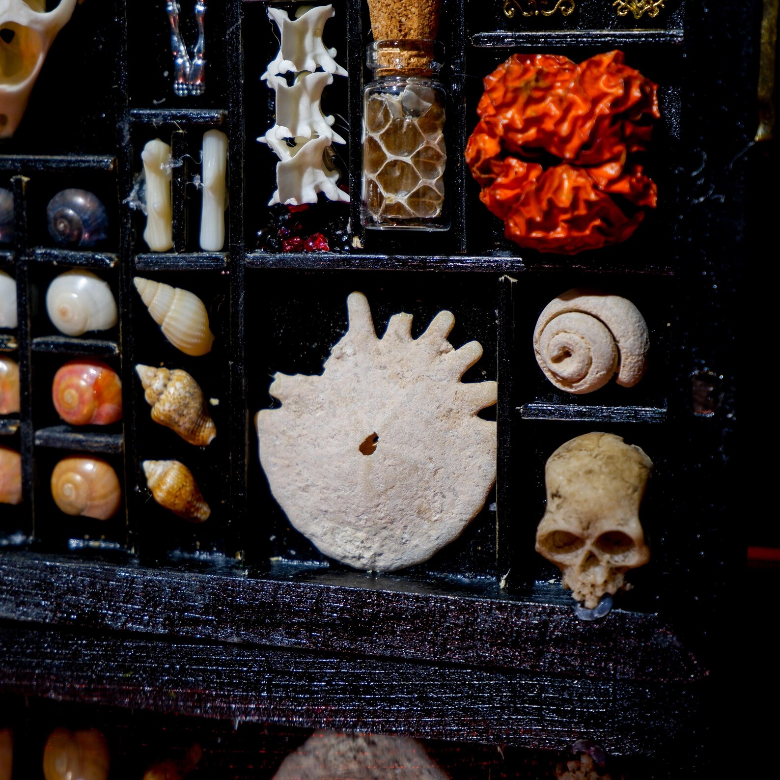 Handcrafted Curiosity Cabinet Miniature With Real Butterfly, Turtle ...