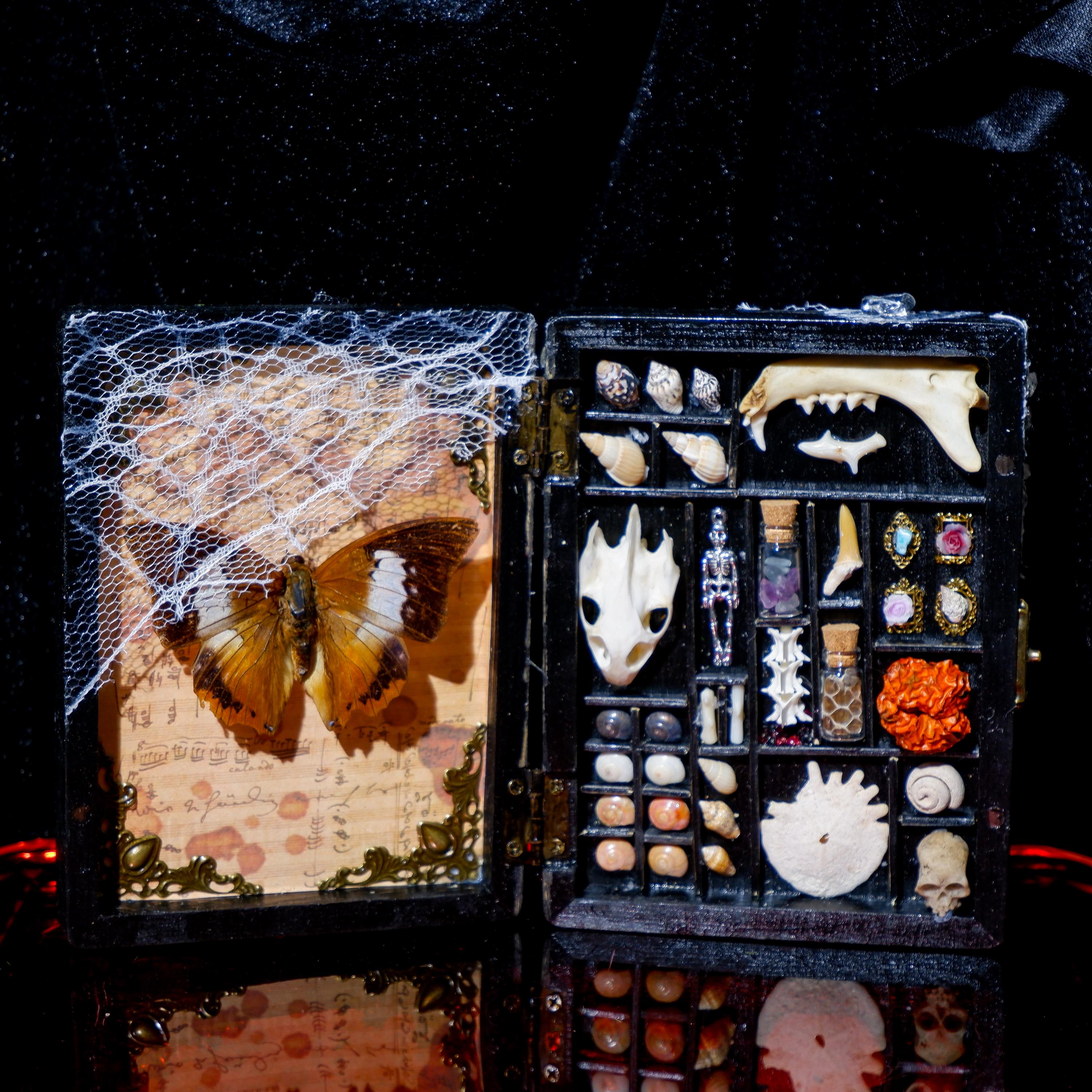 Handcrafted Curiosity Cabinet Miniature With Real Butterfly, Turtle ...