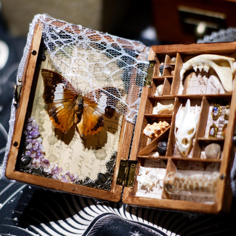 Real Butterfly Framed - Etsy
