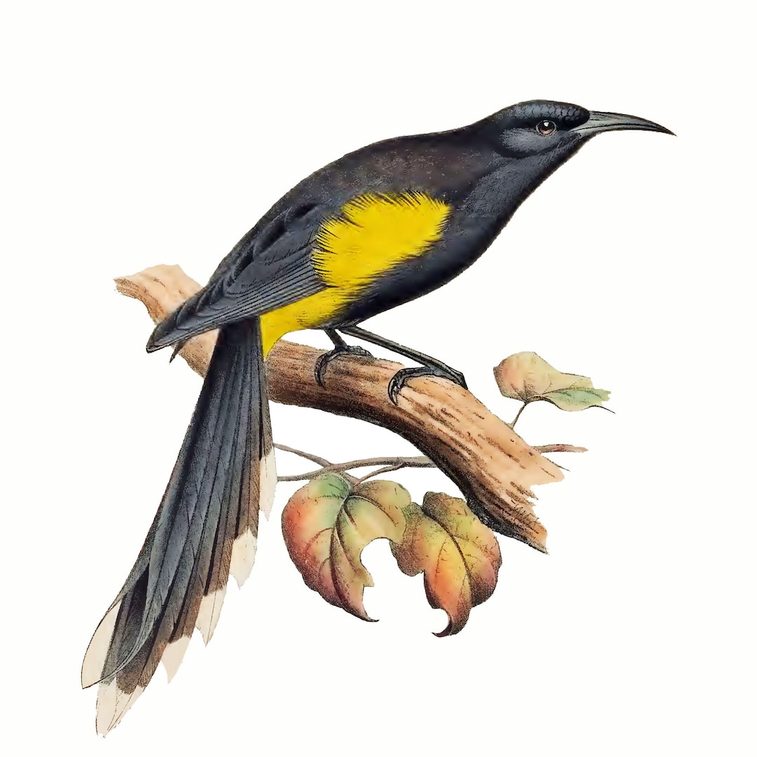 Hawaiian O'o Bird Charted Design for Cross Stitch, Knitting, Beading ...