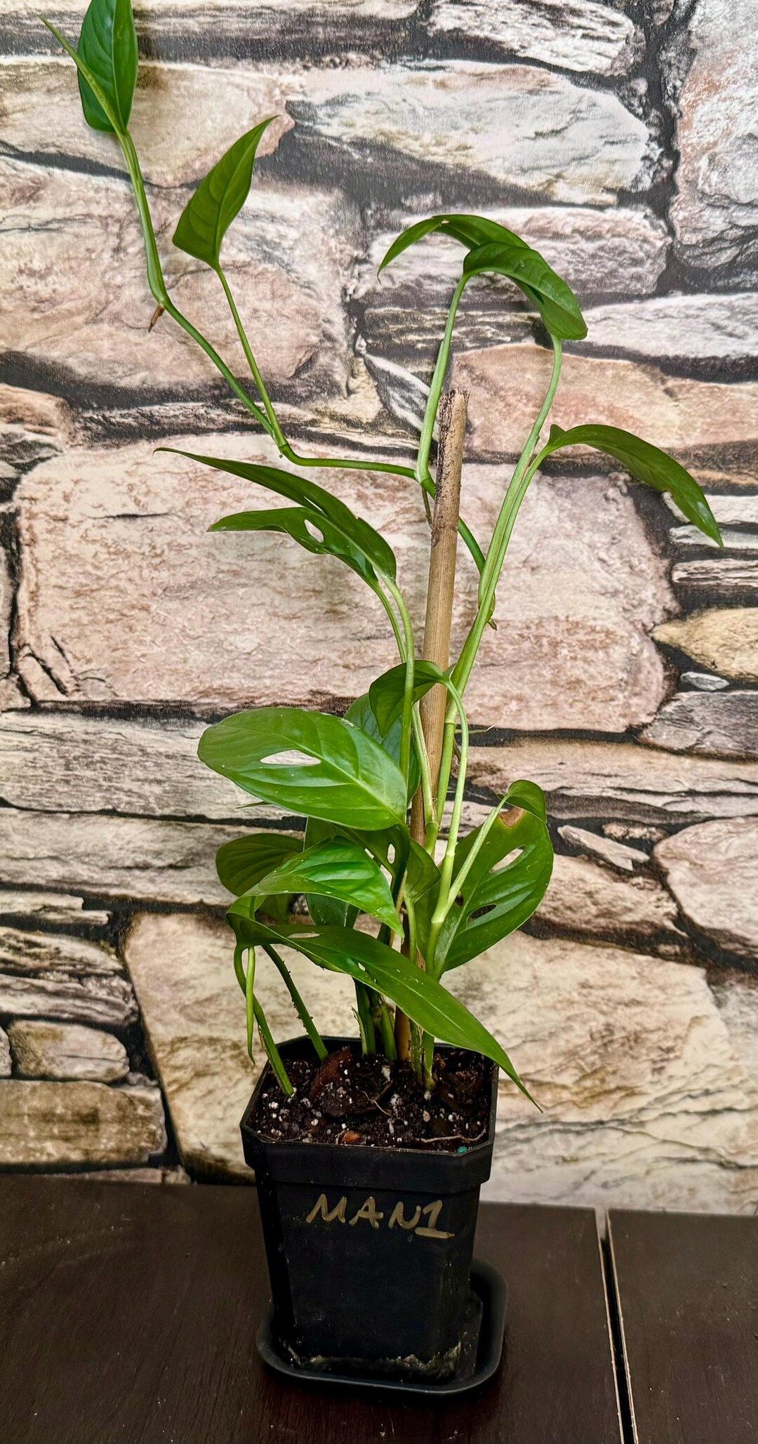 Monstera Adansonii narrow Form - Etsy