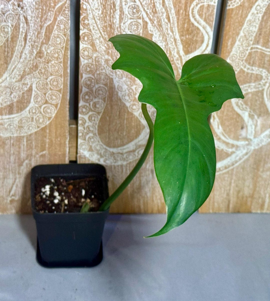 Philodendron 'golden Dragon' Rare Variegated Beauty for Indoor Elegance ...