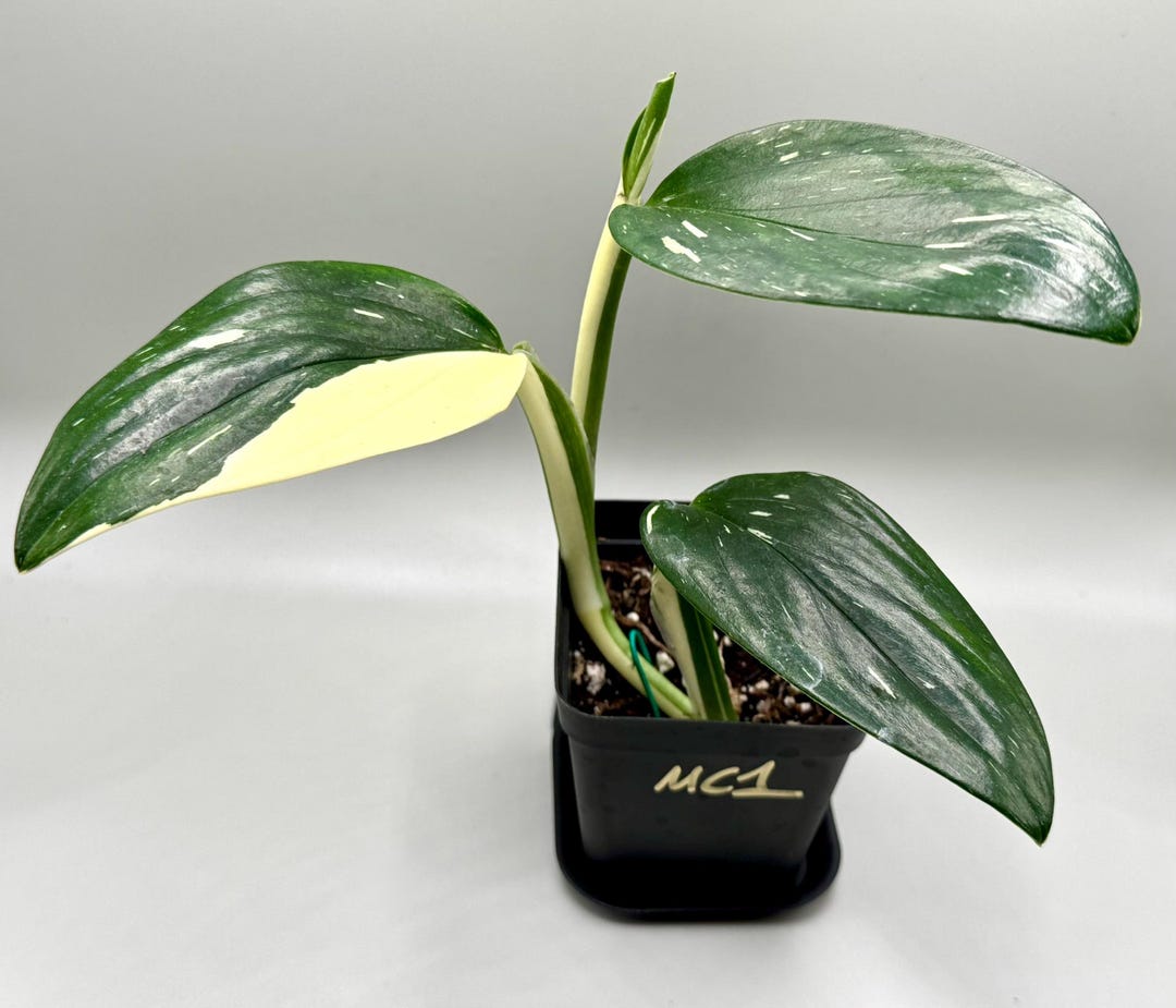 Monstera Standleyana Albo-variegata Monstera Cobra - Etsy