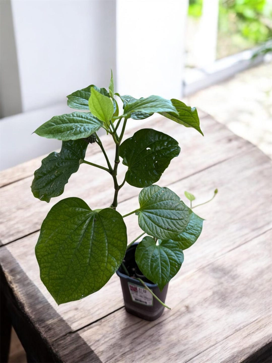 Organic Pipper Lolot ( Lá Lốt ) Live Plants in Pot 1ft Up. - Etsy