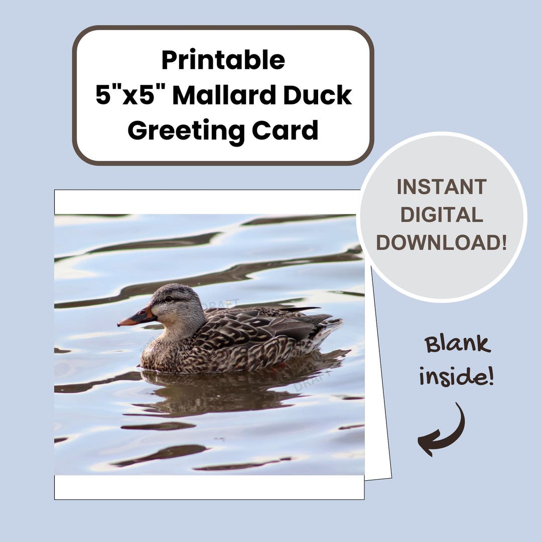 Printable 5x5 Mallard Duck Photo Greeting Card, Duck Photography ...