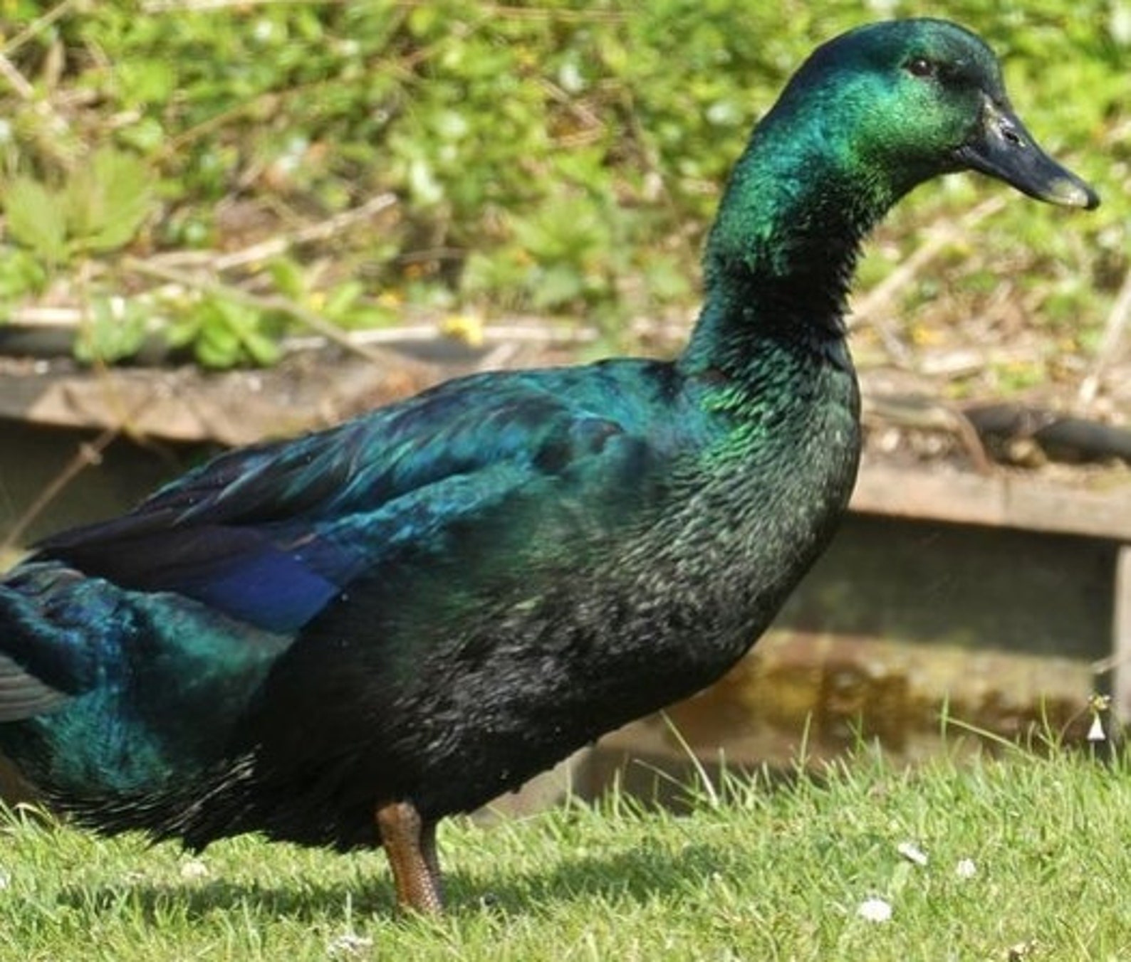 One Dozen Cayuga Duck Eggs and One Dozen Barnyard Mix Chicken Eggs - Etsy