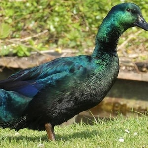 One Dozen Cayuga Duck Eggs and One Dozen Barnyard Mix Chicken Eggs - Etsy