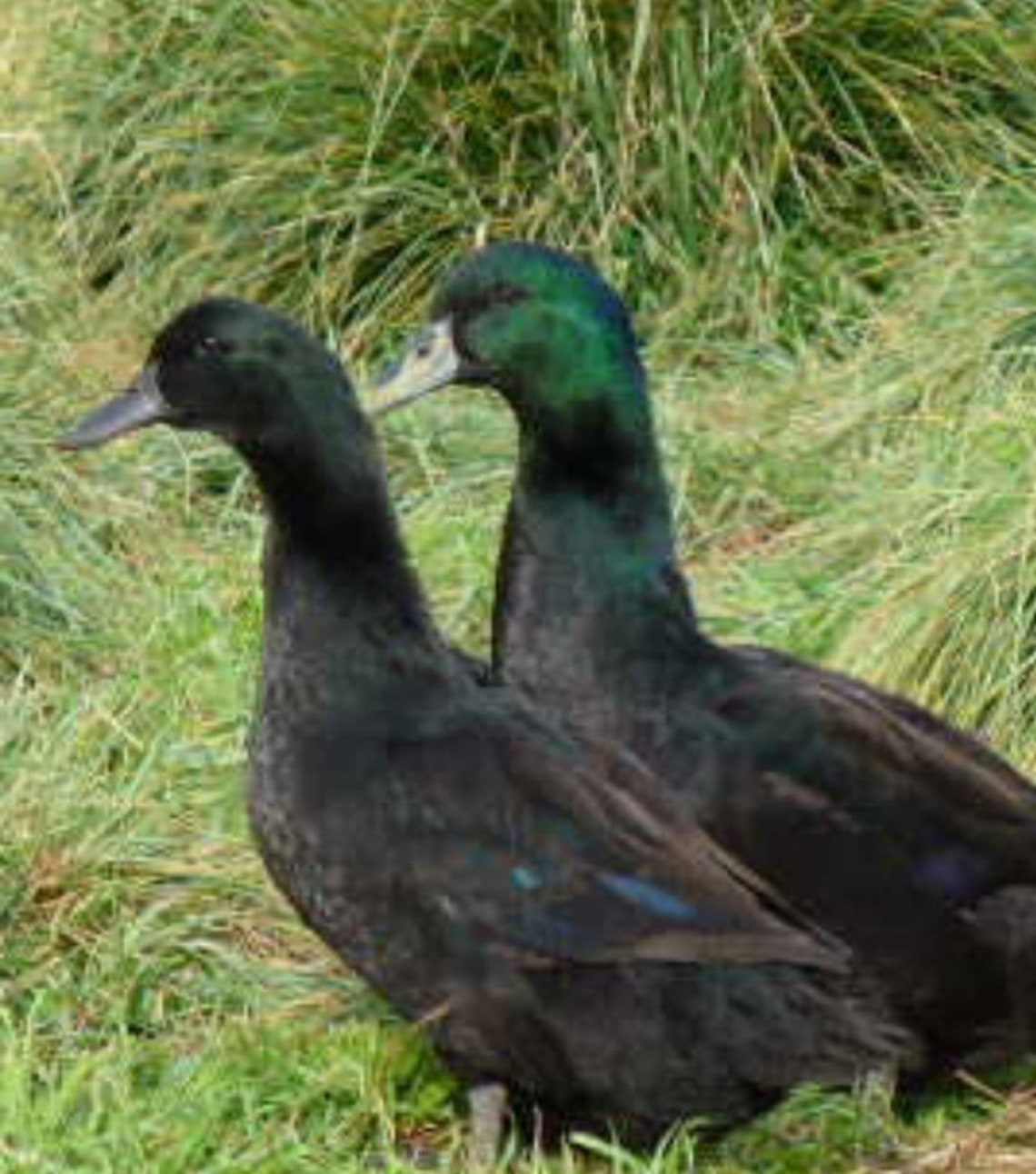 One Dozen Cayuga Duck Eggs and One Dozen Barnyard Mix Chicken Eggs - Etsy