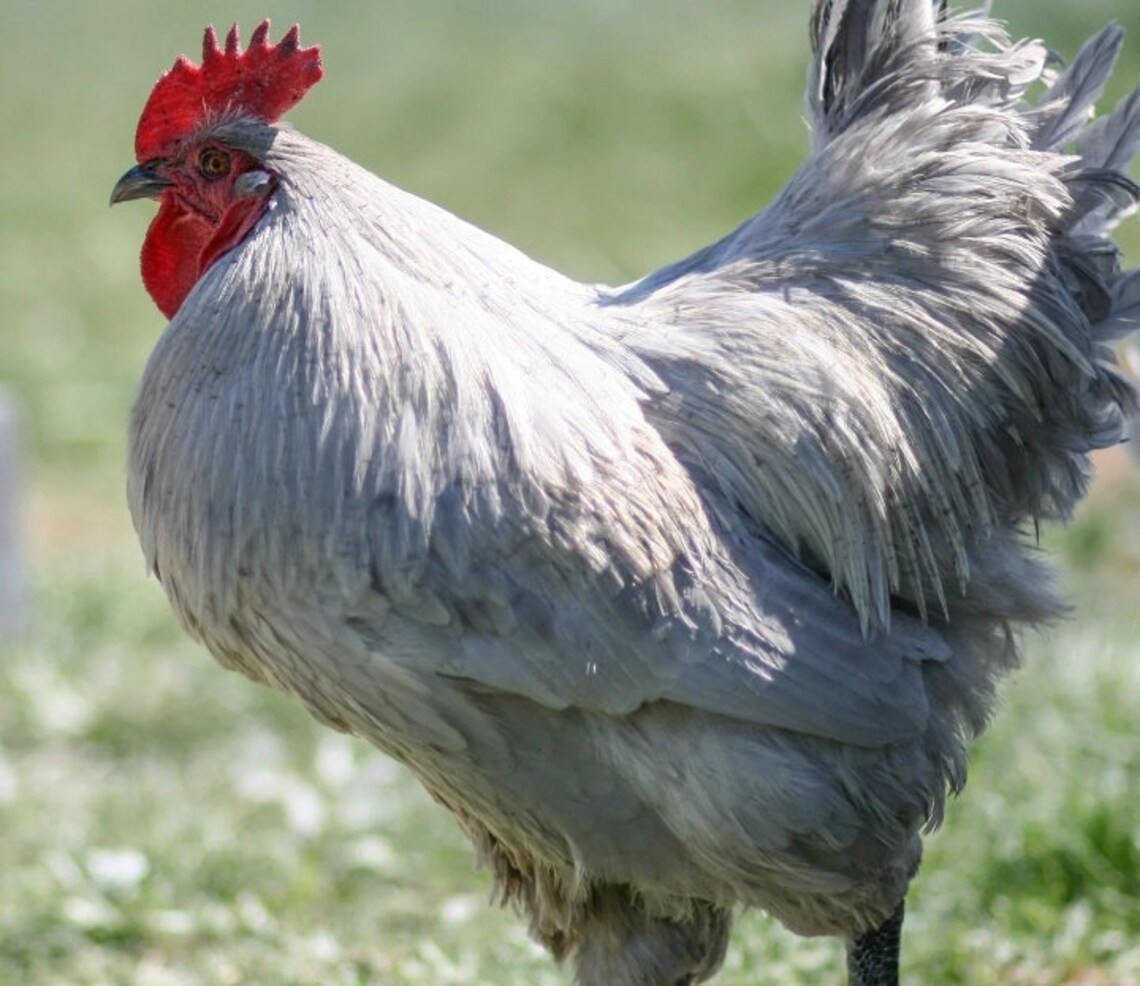 One Dozen Cayuga Duck Eggs and One Dozen Barnyard Mix Chicken Eggs - Etsy