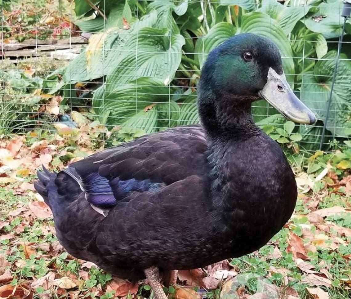 One Dozen Cayuga Duck Eggs and One Dozen Barnyard Mix Chicken Eggs - Etsy