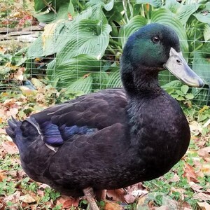 One Dozen Cayuga Duck Eggs and One Dozen Barnyard Mix Chicken Eggs - Etsy