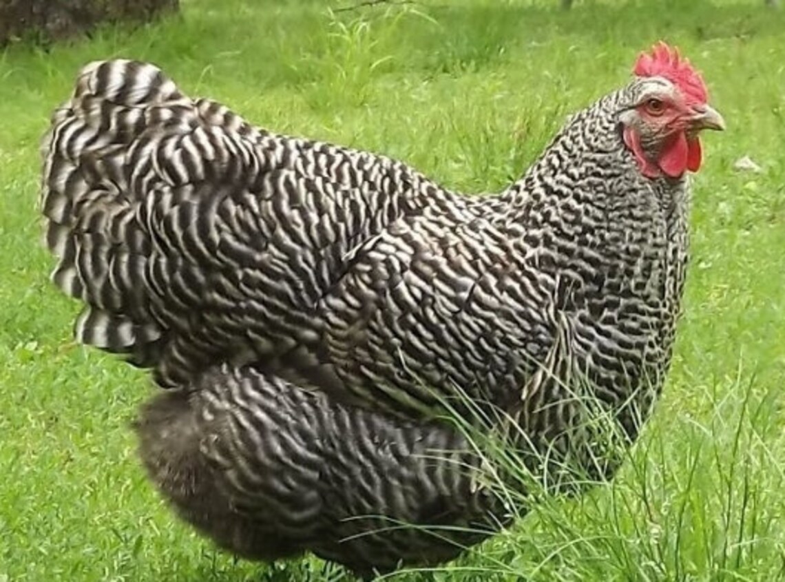 One Dozen Cayuga Duck Eggs and One Dozen Barnyard Mix Chicken Eggs - Etsy