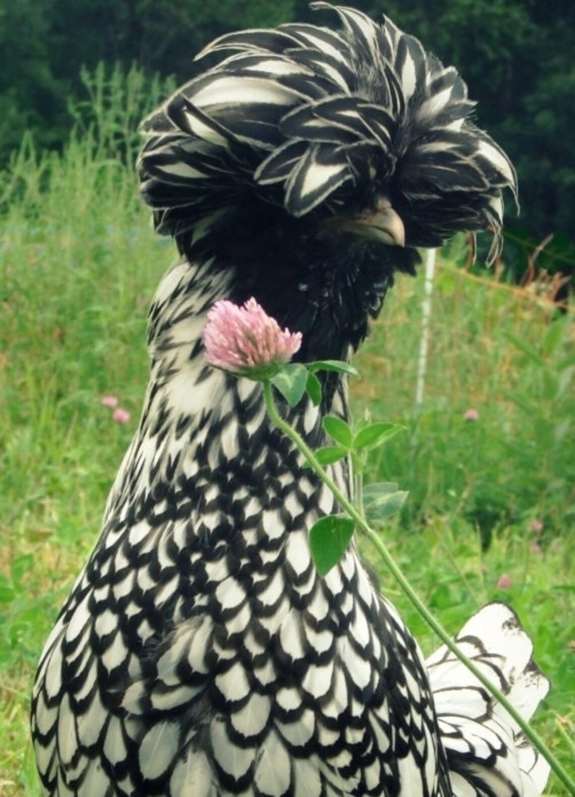 One Dozen Cayuga Duck Eggs and One Dozen Barnyard Mix Chicken Eggs - Etsy