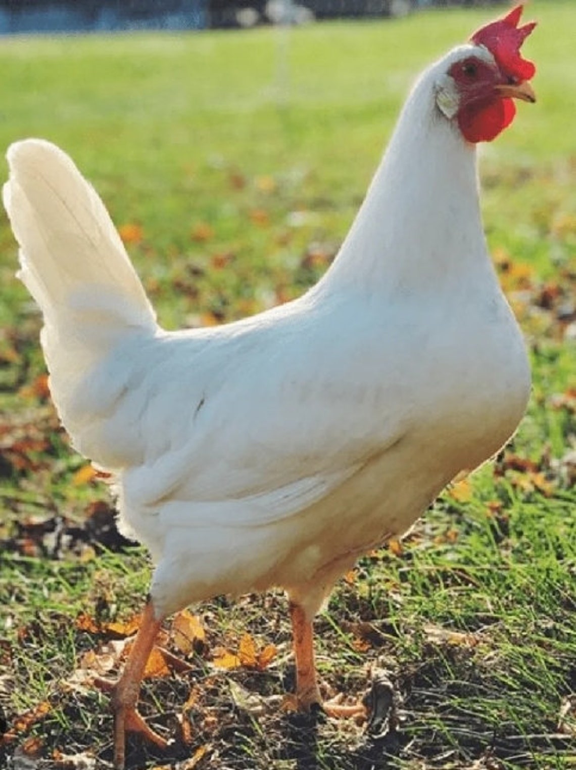 One Dozen Cayuga Duck Eggs and One Dozen Barnyard Mix Chicken Eggs - Etsy