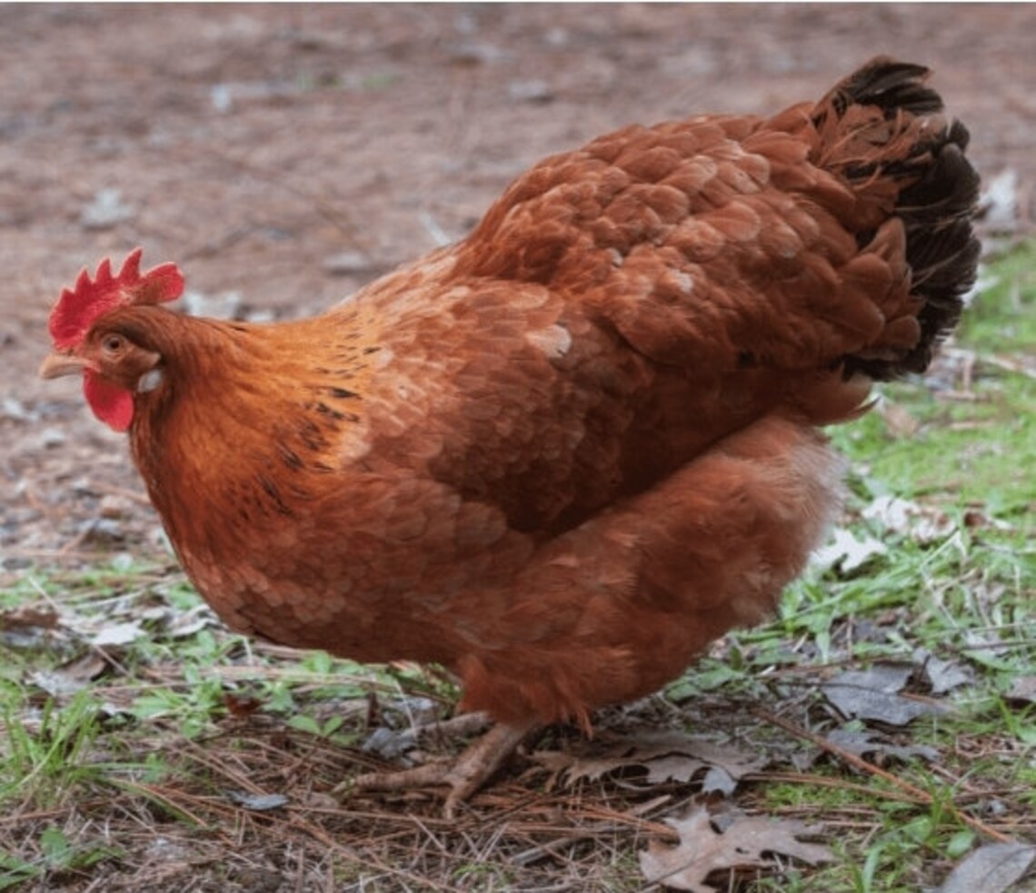 One Dozen Cayuga Duck Eggs and One Dozen Barnyard Mix Chicken Eggs - Etsy