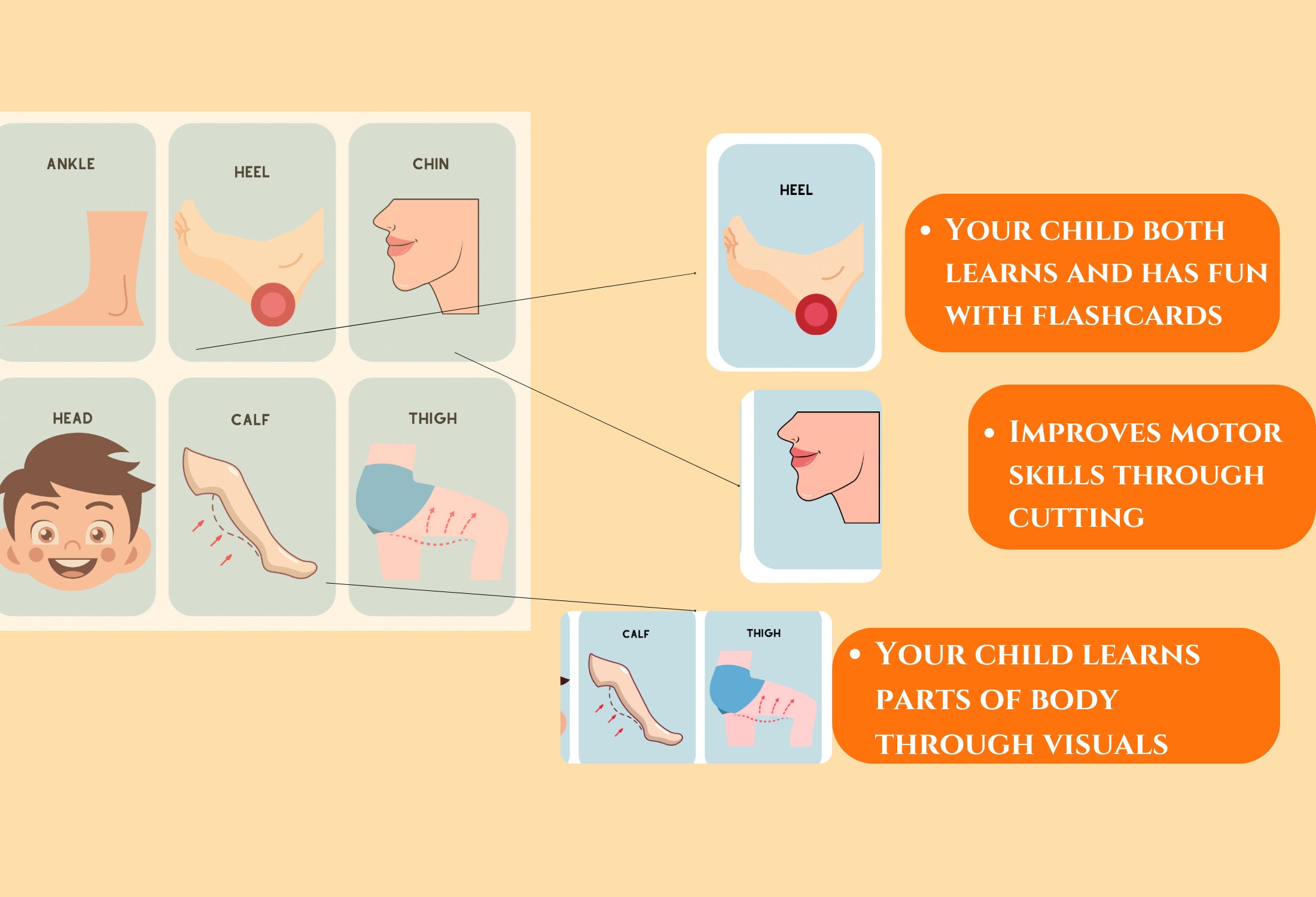 Anatomy Flashcards Interactive Digital Learning Tool for Body Parts Png ...