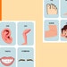 Anatomy Flashcards Interactive Digital Learning Tool for Body Parts Png ...