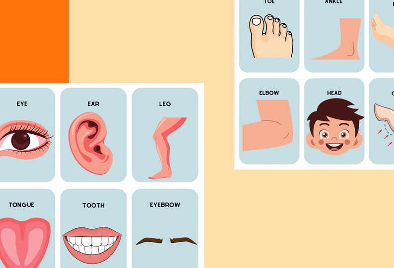 Anatomy Flashcards Interactive Digital Learning Tool for Body Parts Png ...