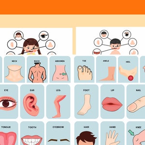 Anatomy Flashcards Interactive Digital Learning Tool for Body Parts Png ...