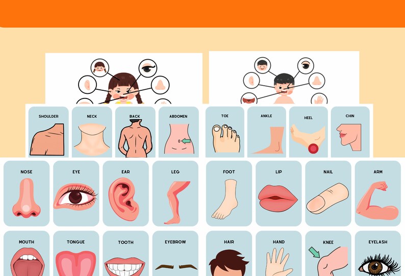 Anatomy Flashcards Interactive Digital Learning Tool for Body Parts Png ...