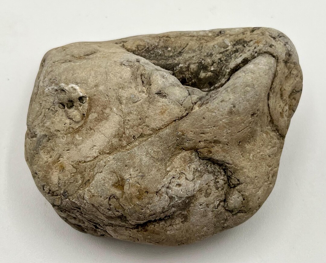 Lake Erie Devonian Age Prehistoric Limestone Stone - Etsy