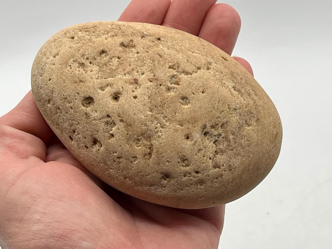 Honeycomb Fossil Limestone — Lake Erie Pitted Stone With Ancient ...