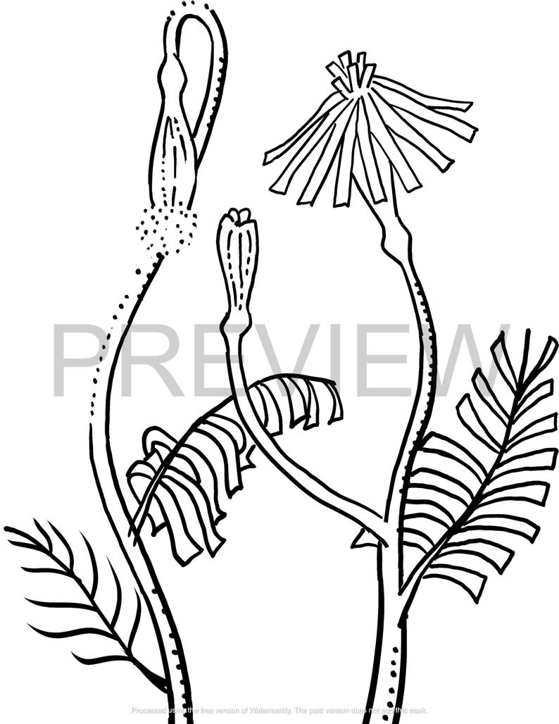 Hand Drawn Flower Coloring Page - Daisy Chic (digital) - Etsy