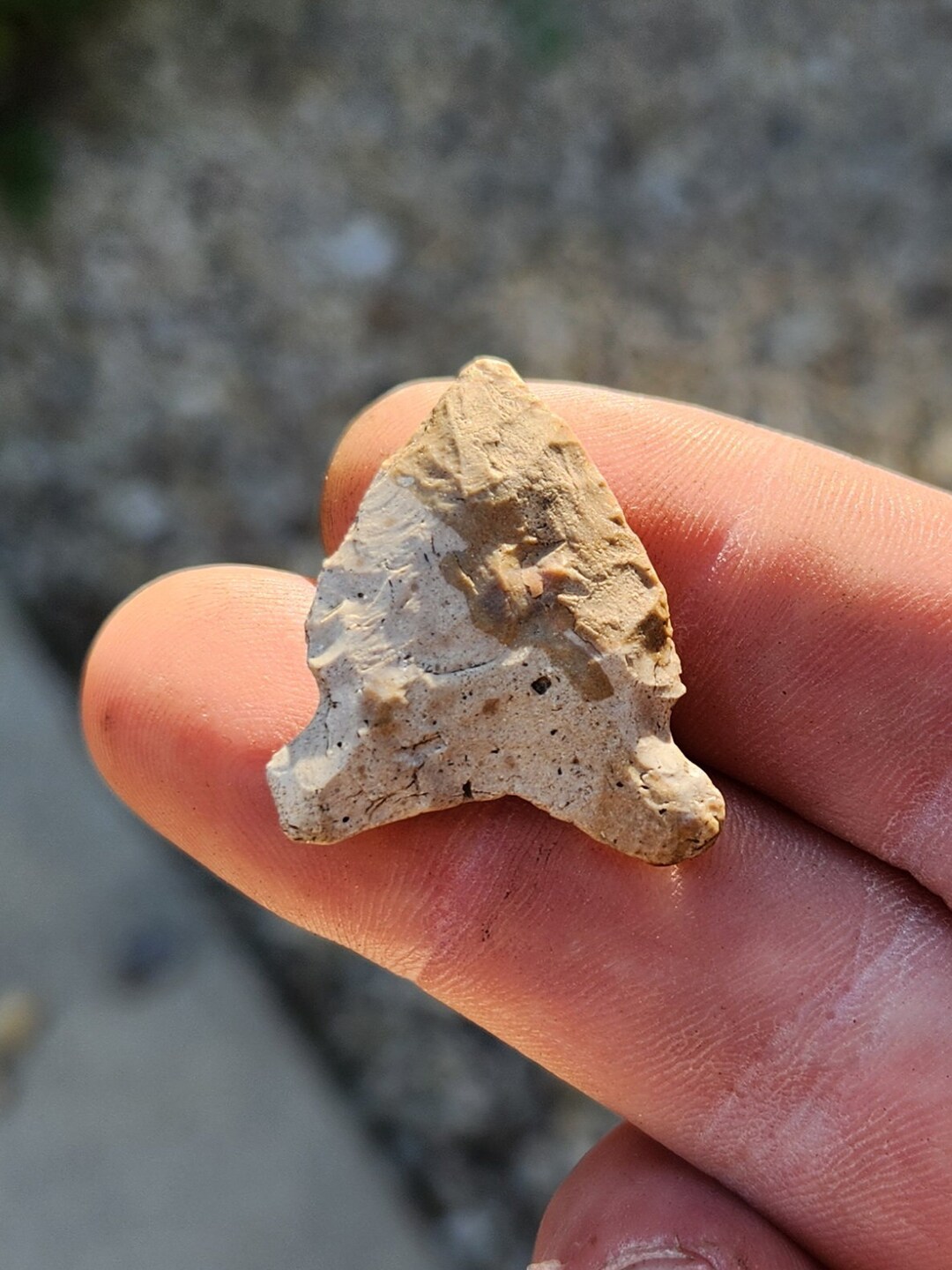 Native American Artifacts: Hardaway Side-notch Arrowhead/projectile ...