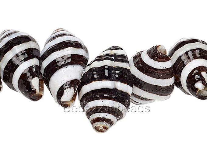 10 Natural Black & White Striped Genuine Whelk Whole Sea Shell Seashell ...