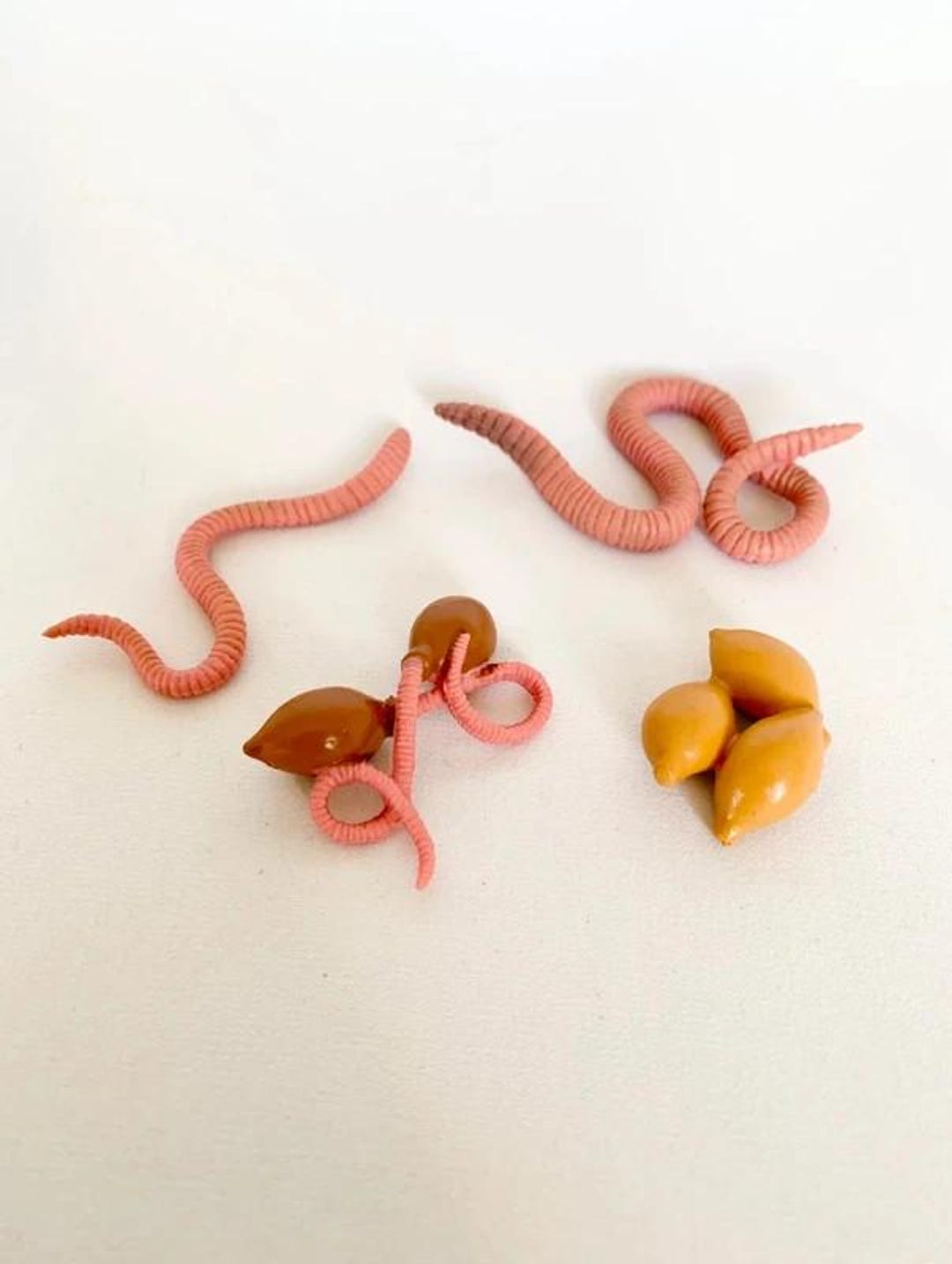 5 Stage Fish Life Cycle Figurines - Educational Decoration for Kids - Etsy