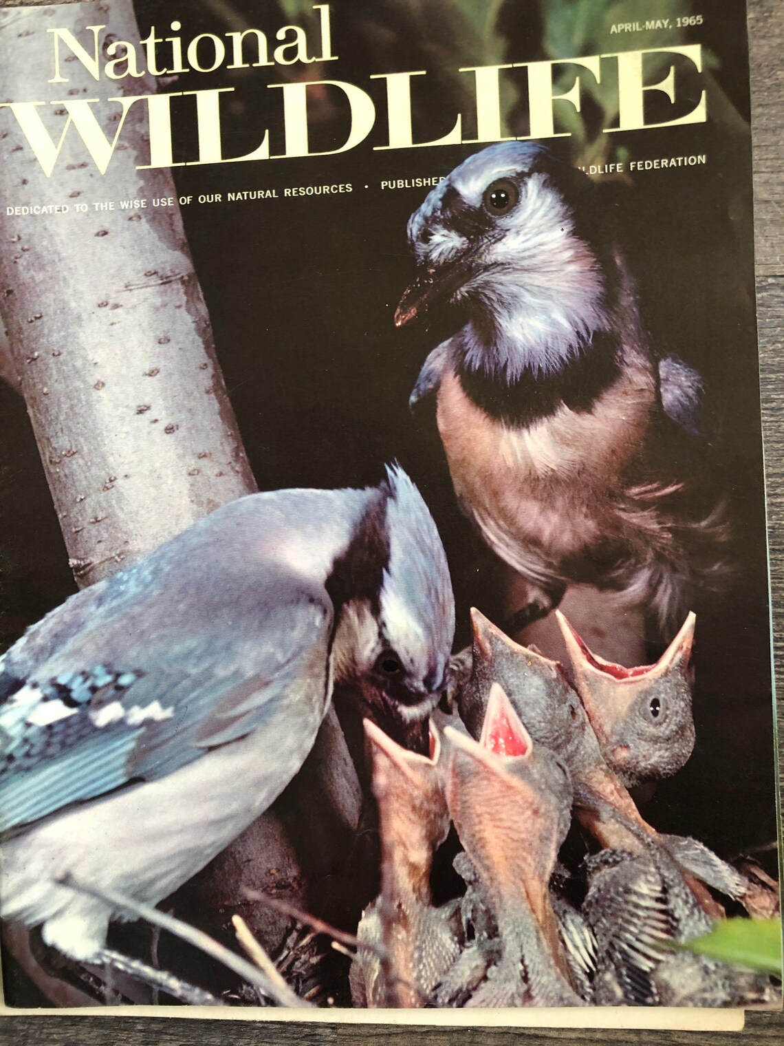 Lot of 6 Different National Wildlife Magazines. Used Very Good | Etsy UK