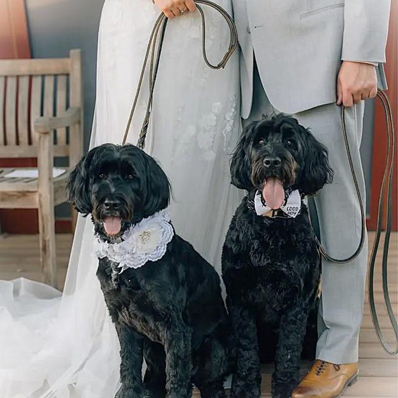 Dog Wedding Collar - Etsy