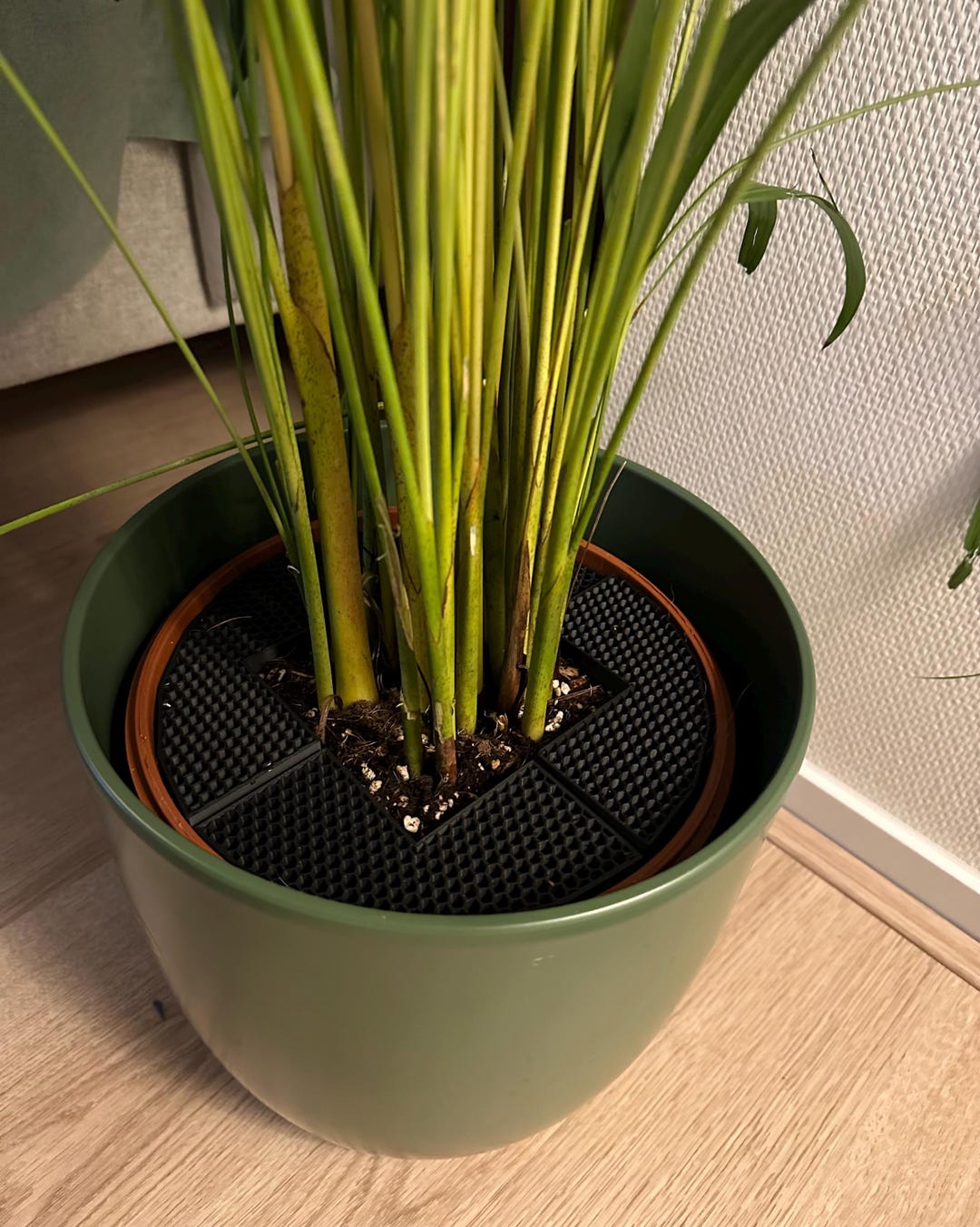 Plantsafe - Cat Proof Plant Soil Protector | Customizable to Any Size ...