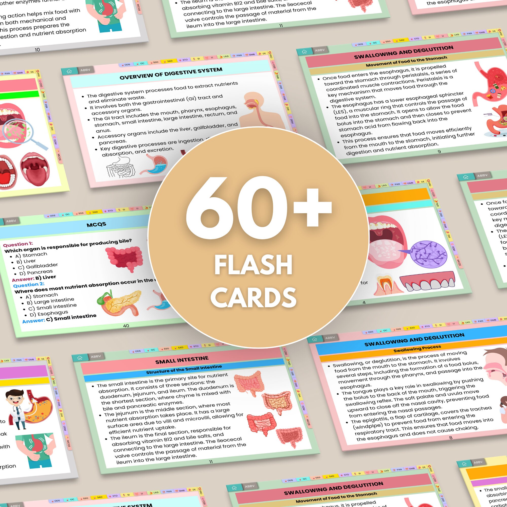 Digestive System Flashcards Bundle With Quiz Hyperlinked Human Body ...