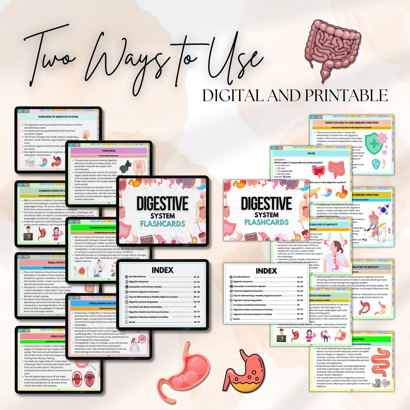 Digestive System Flashcards Bundle With Quiz Hyperlinked Human Body ...