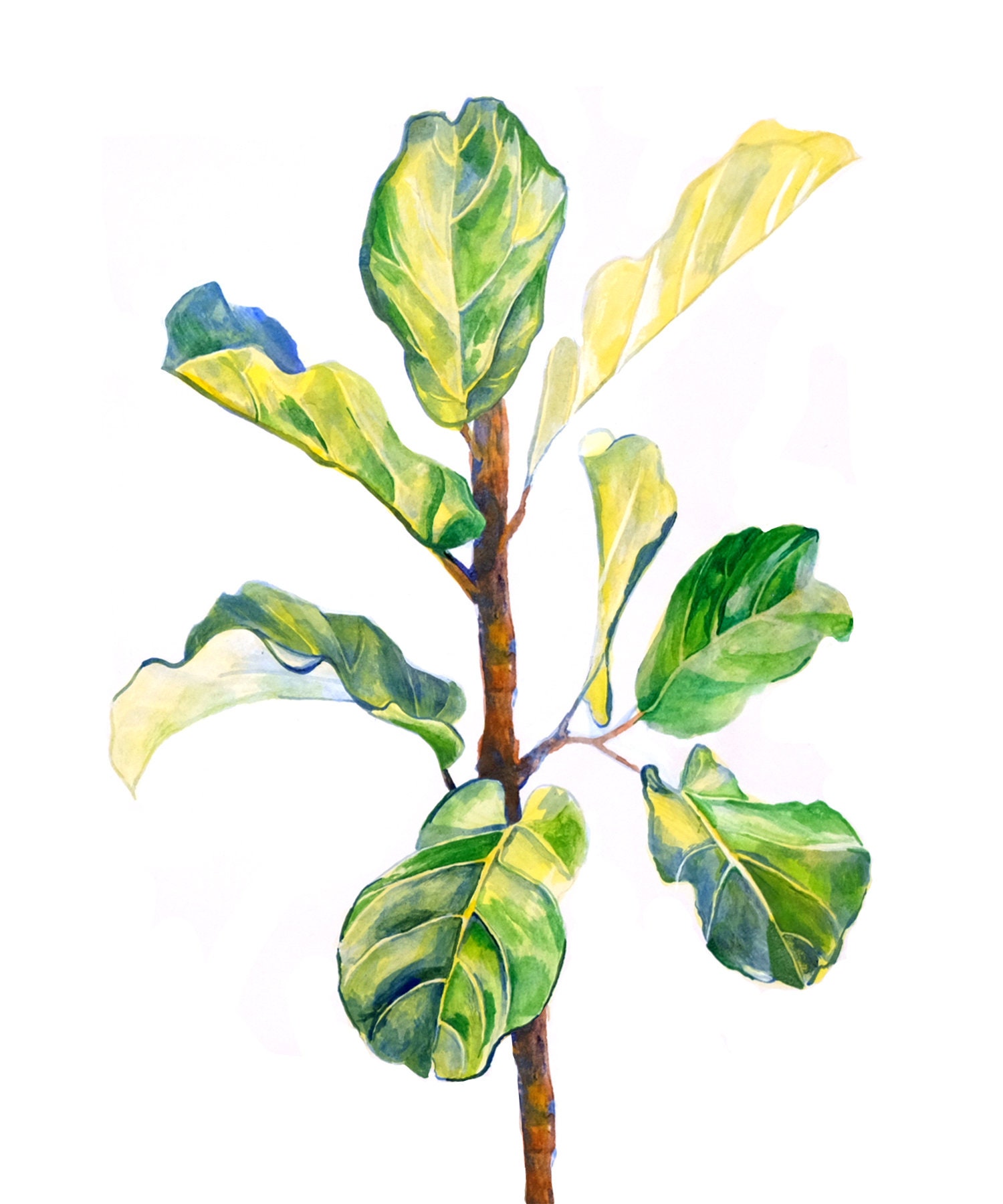 Bright, Colorful Watercolor Painting of a Fiddle Leaf Fig Tree. Great ...