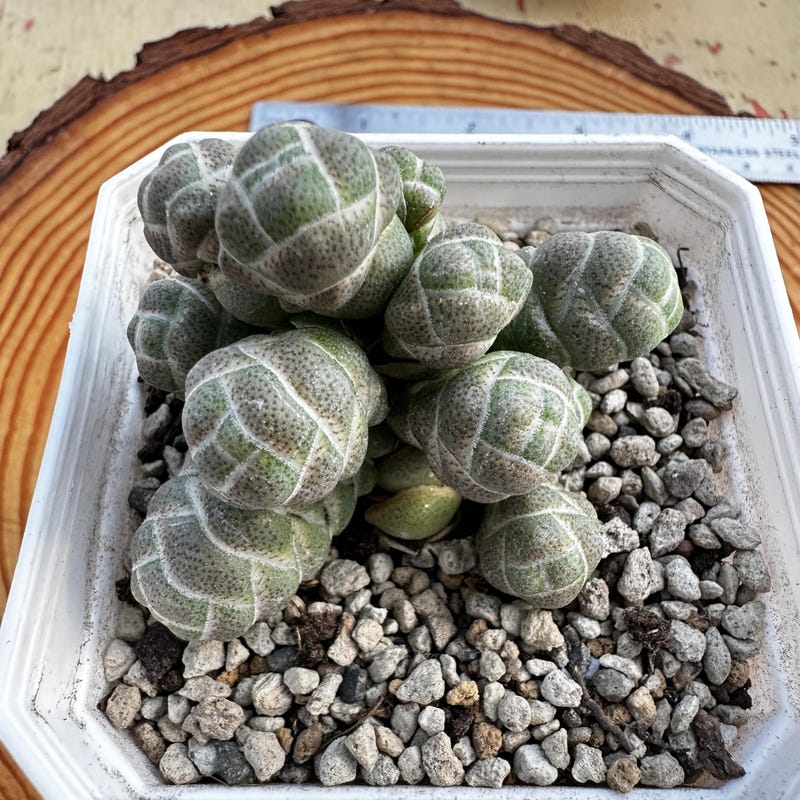 Crassula - Etsy