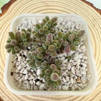 Beautiful Succulent: Dicrocaulon Ramulosum (l.bolus) Ihlenf Purple ...
