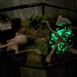 My Legs! Gothic Skeleton Coffin Terrarium – Spooky Halloween Decor ...
