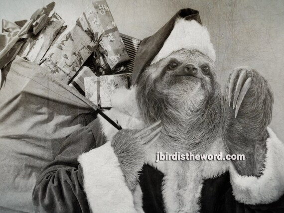 Creepy Funny Sloth Pictures With Captions