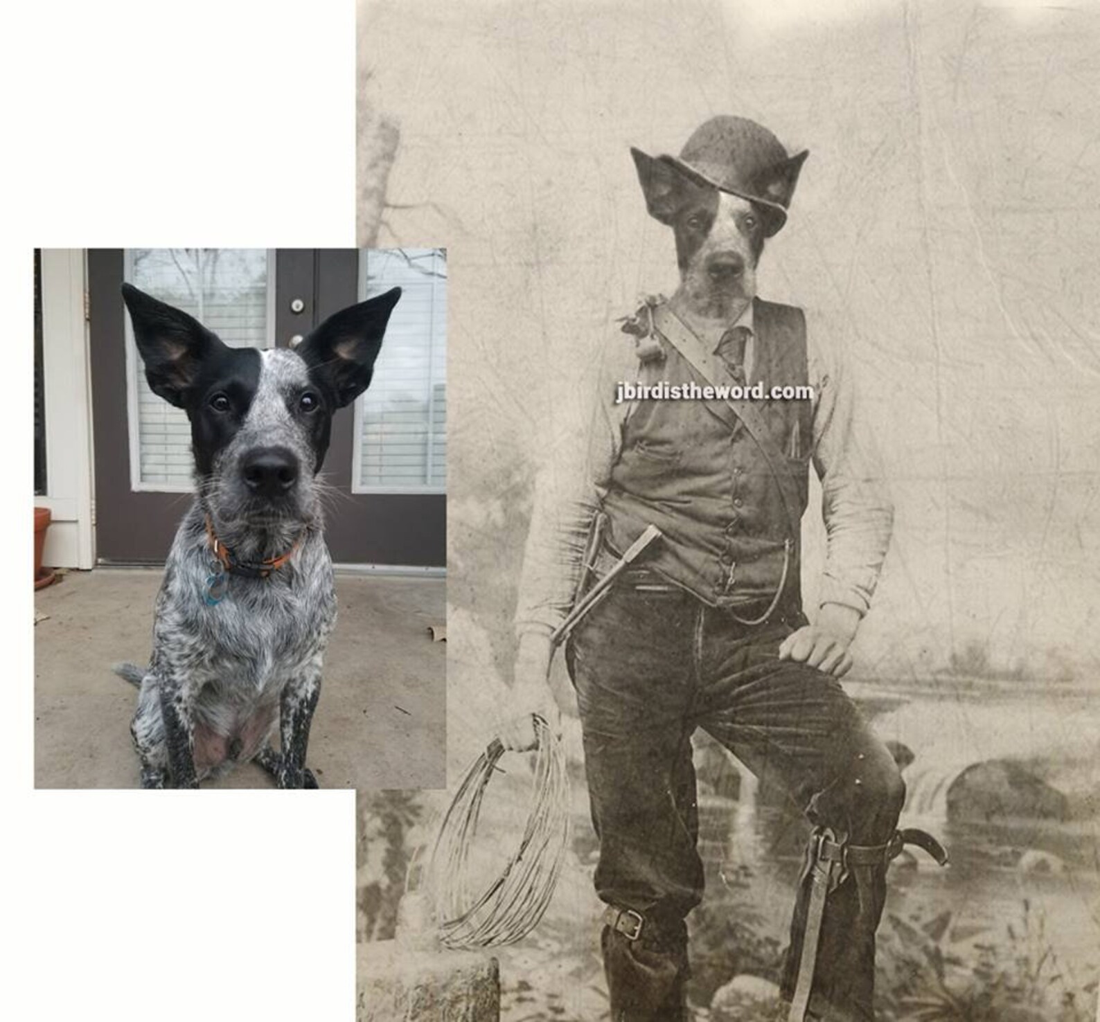 Grumpy Cat Love Cats LOL Reddit Art Famous Internet Funny | Etsy