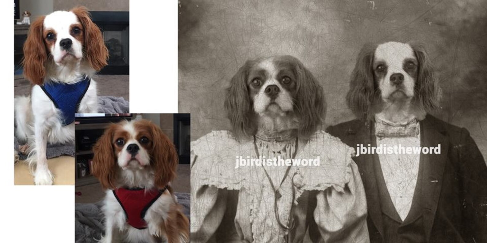 Grumpy Cat Love Cats LOL Reddit Art Famous Internet Funny | Etsy