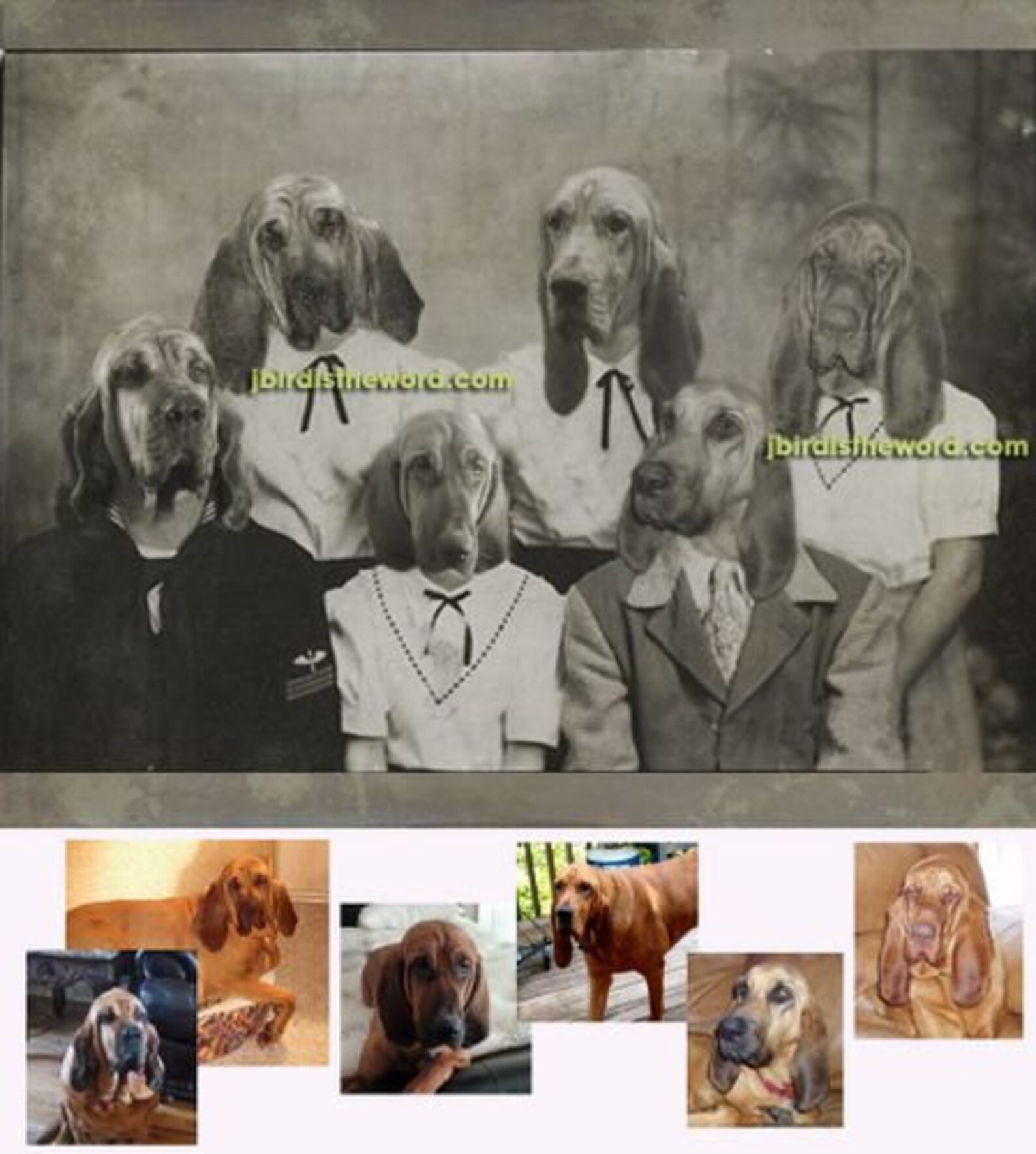 Ferrets Ferret Ferret Gift Animal Stationery Letter | Etsy