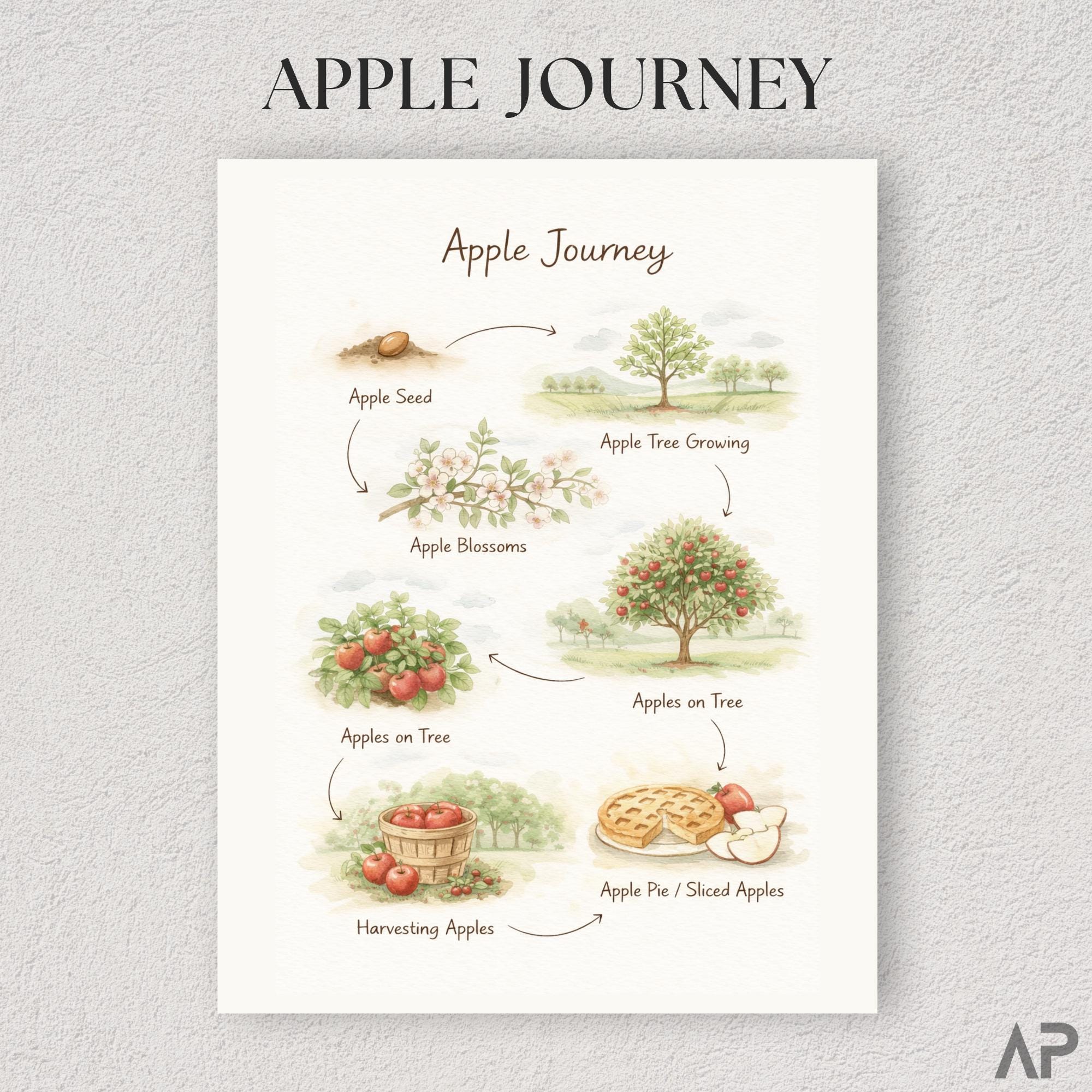 Apple Life Cycle Poster, Where Food Comes From, Montessori, Homeschool ...