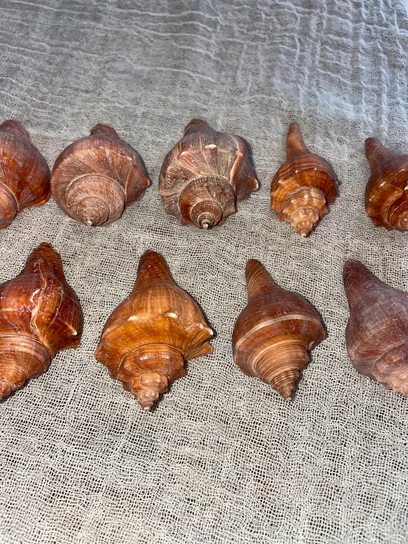 Brown Conch Shells - Set of 10 - Etsy