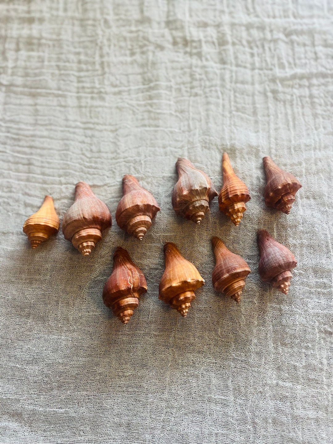 Brown Conch Shells - Set of 10 - Etsy